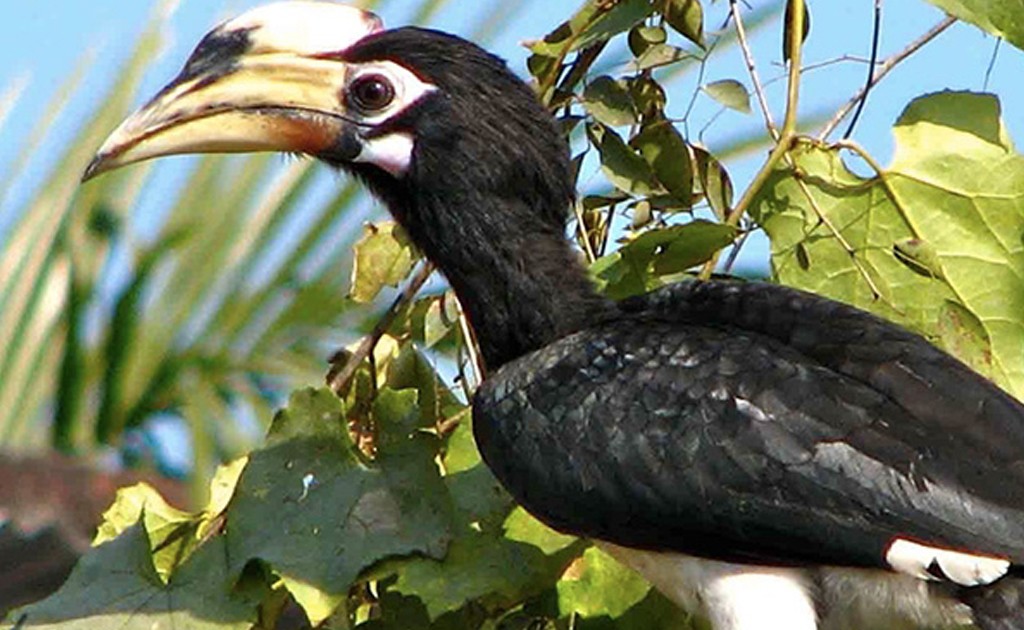 Bird Watching Tour in Chitwan